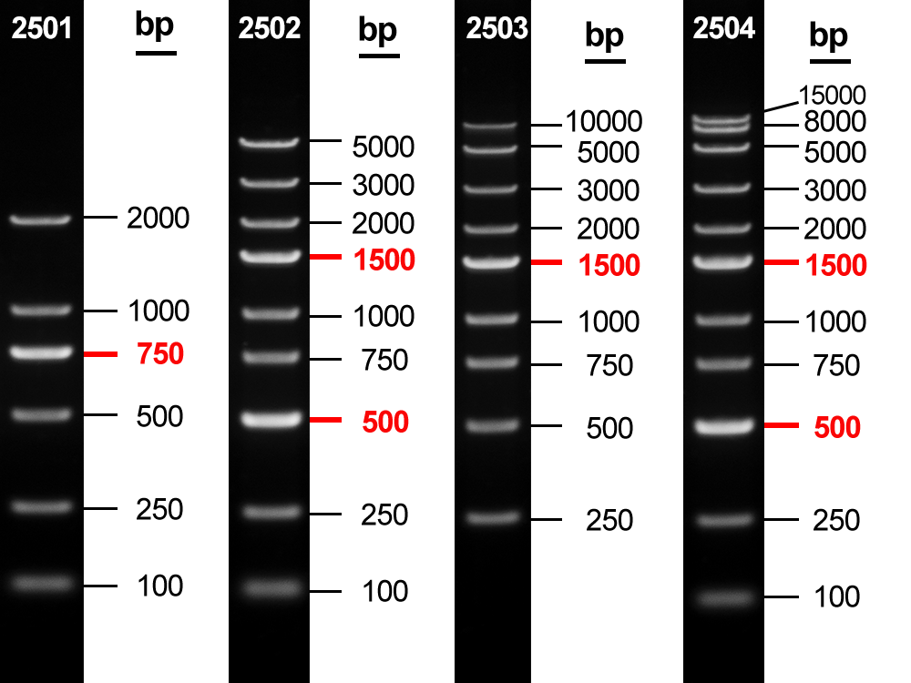 250bp-I DNA Marker - 金因瑞生物